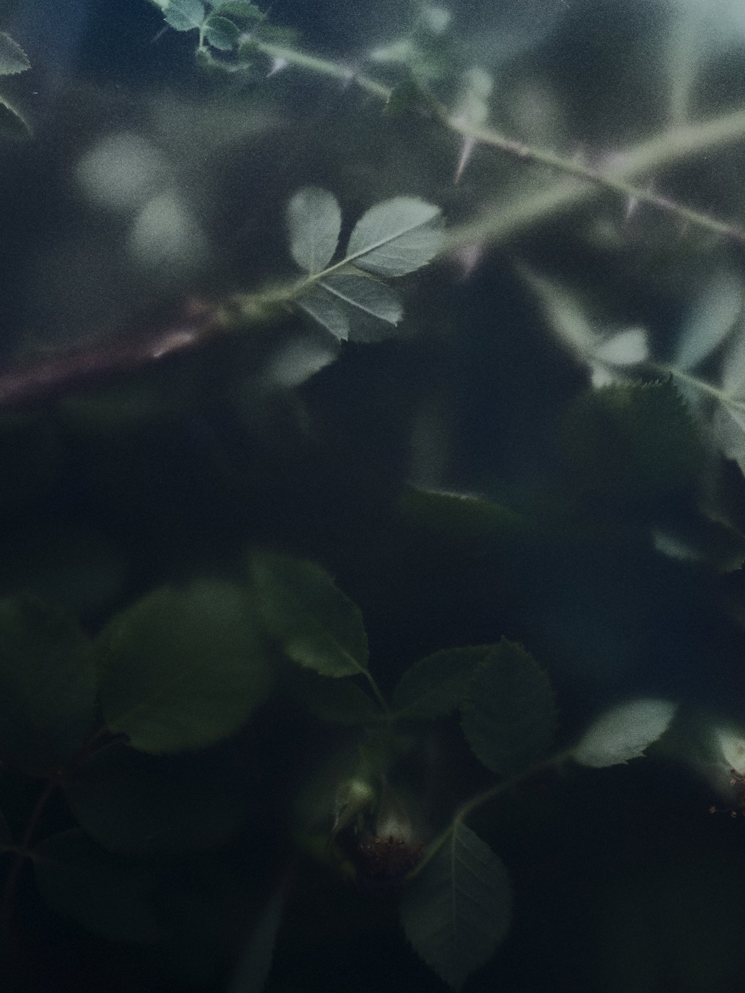 Wild Swedish Rose Perfume | ros by Björk and Berries